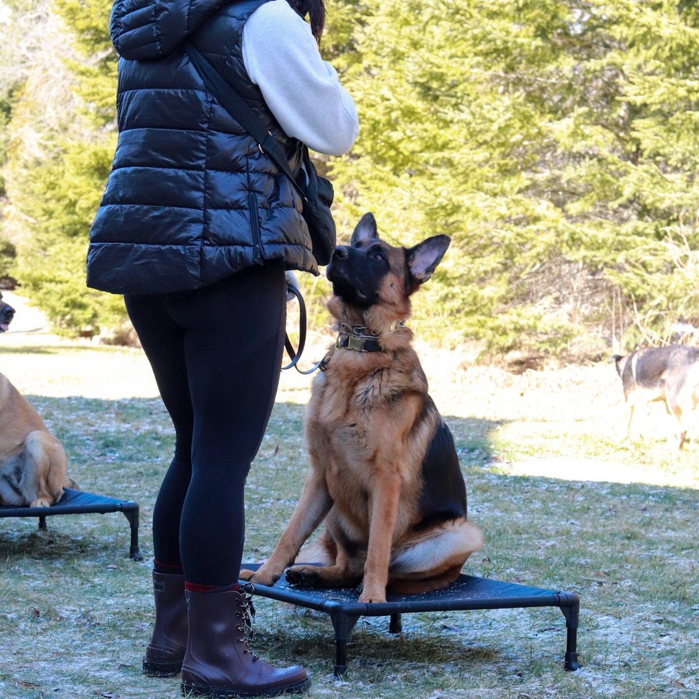 Private Training Programs – K9 ODYSSEY