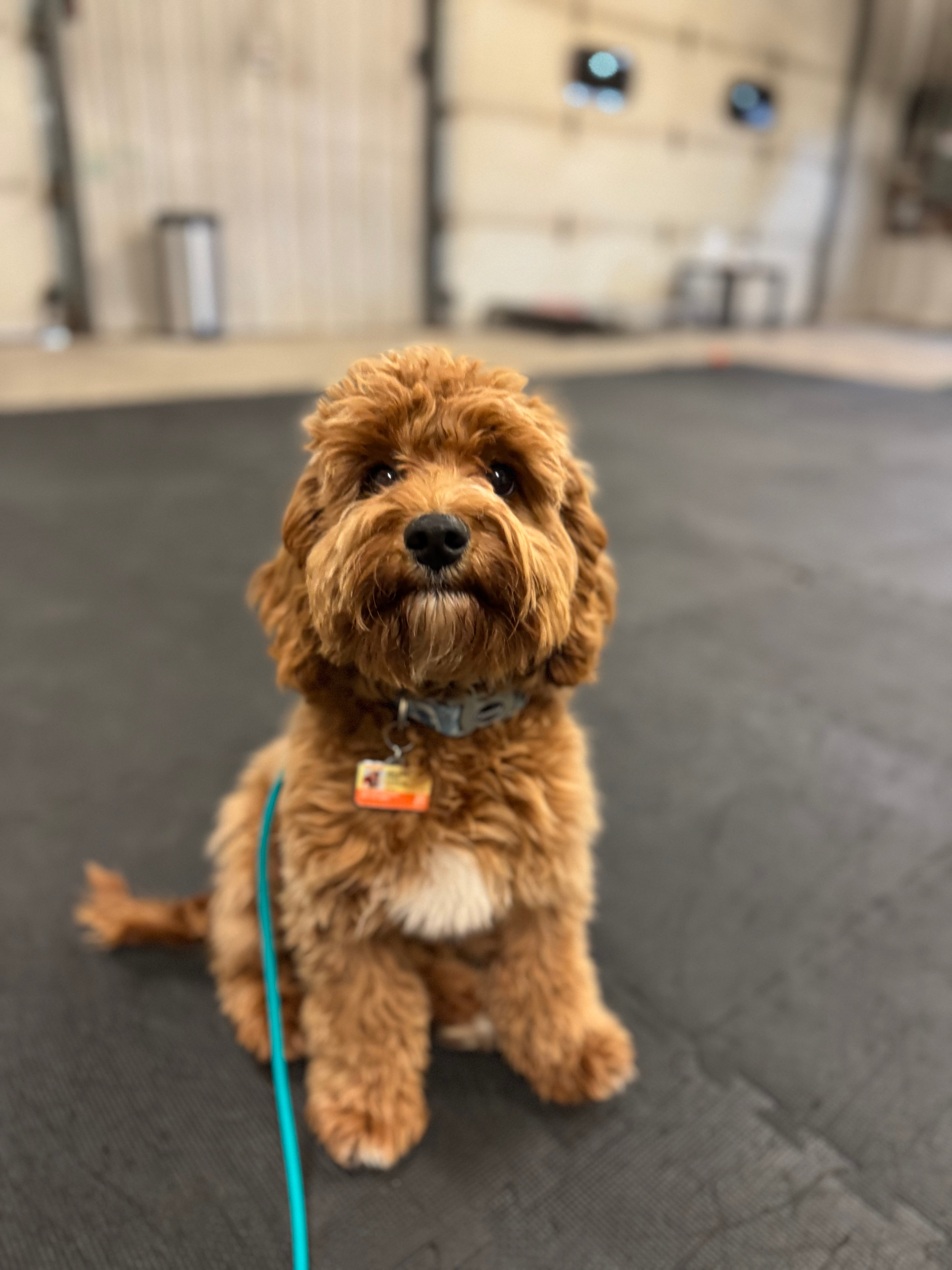 Puppy School – 4 Week Program (3 Day/Week) – K9 ODYSSEY
